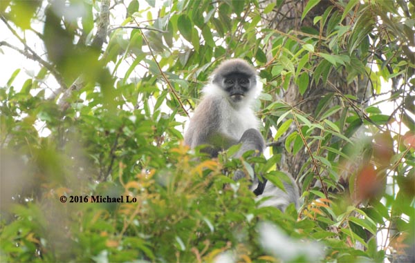 The rainforests of Borneo & Southeast Asia: White-thighed Surili ...