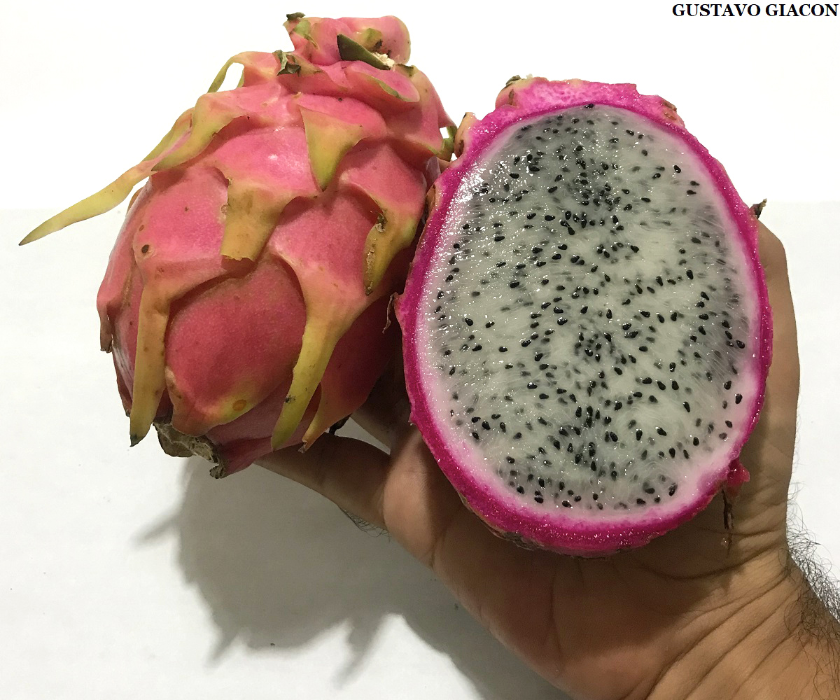 Viveiro Ciprest - Plantas Nativas e Exóticas: Pitaya Rosa de Polpa ...
