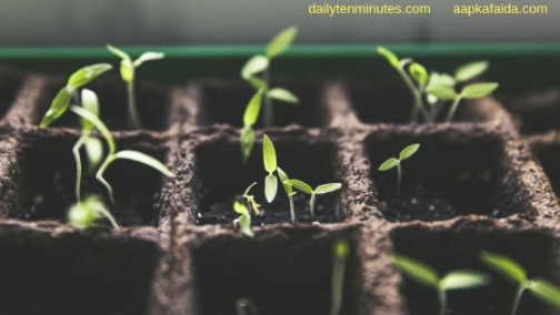 The Two Seeds - Learn Something New