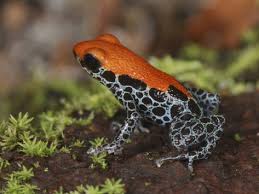 Iquitos Selva: Conoce mas sobre La Flora y Fauna de Iquitos