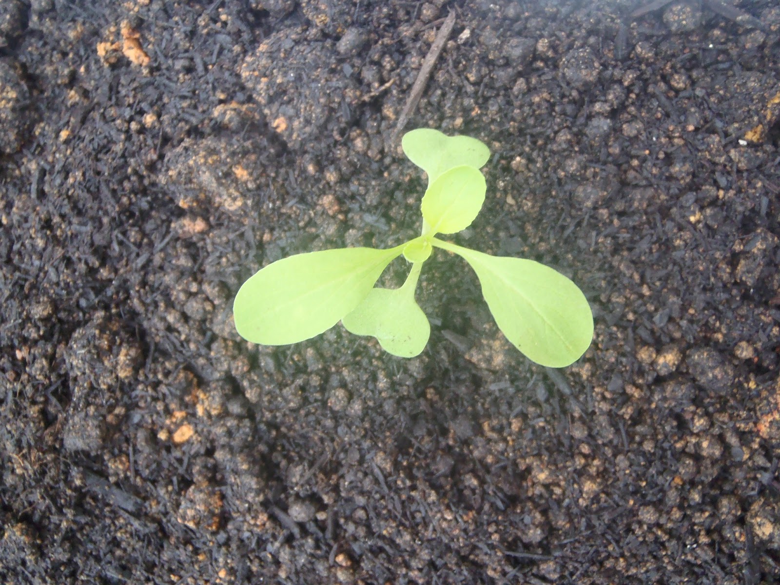 My Farming Footprints: Xiao Bai Chye Day 16