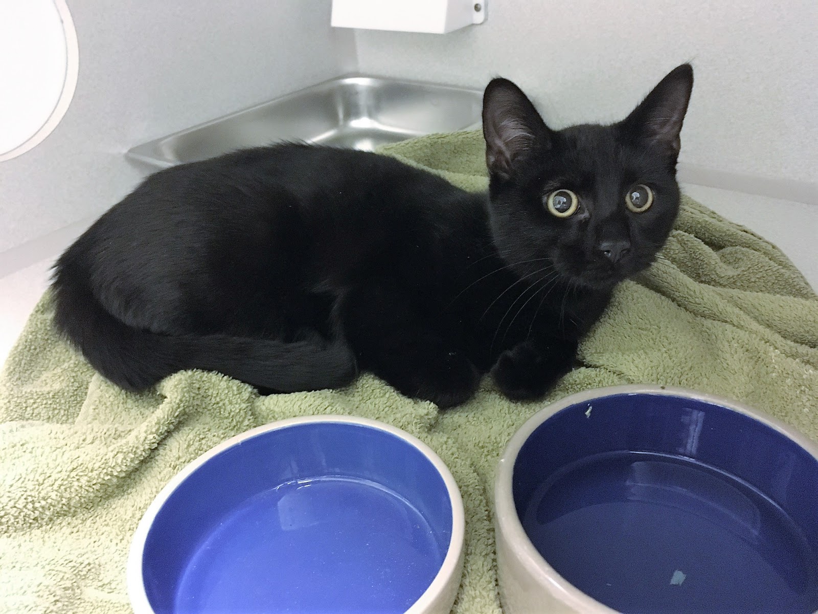 Shoreline Area News: Seattle Area Feline Rescue receives three cats ...