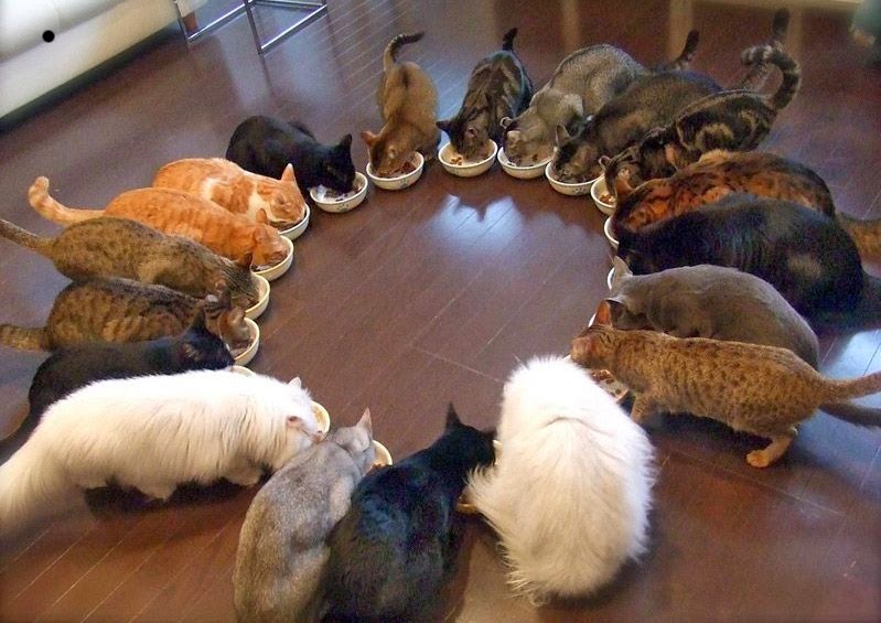 Elegir cuenco para nuestro gato ~ Revista Gatos