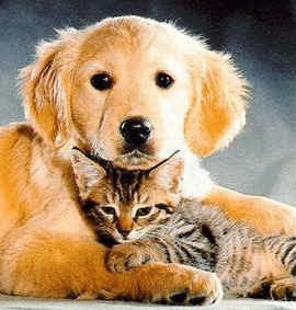 Los Perros_Ana jorge: Animales de compañia