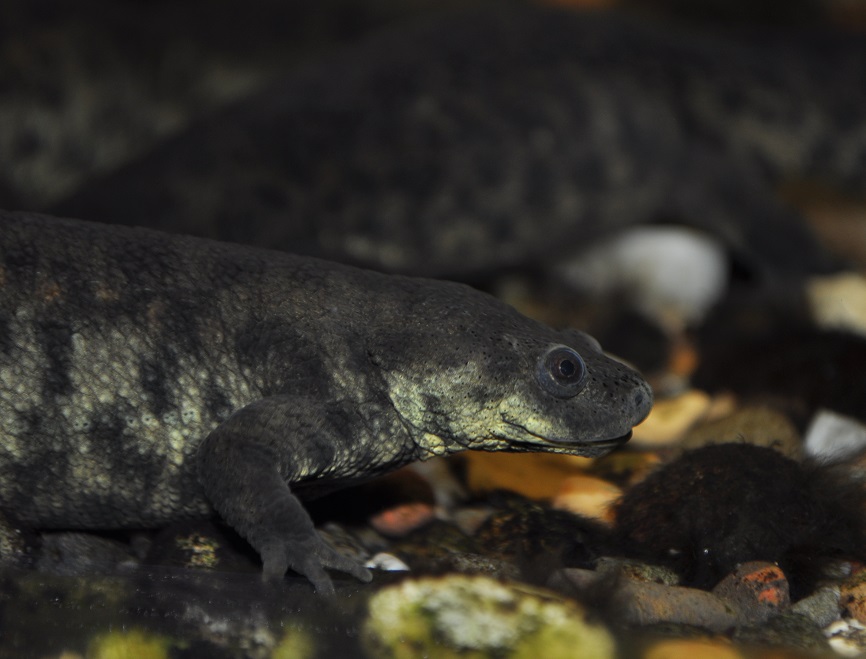 ZOOTOGRAFIANDO (6.100 ANIMALS): GALLIPATO / IBERIAN RIBBED NEWT ...
