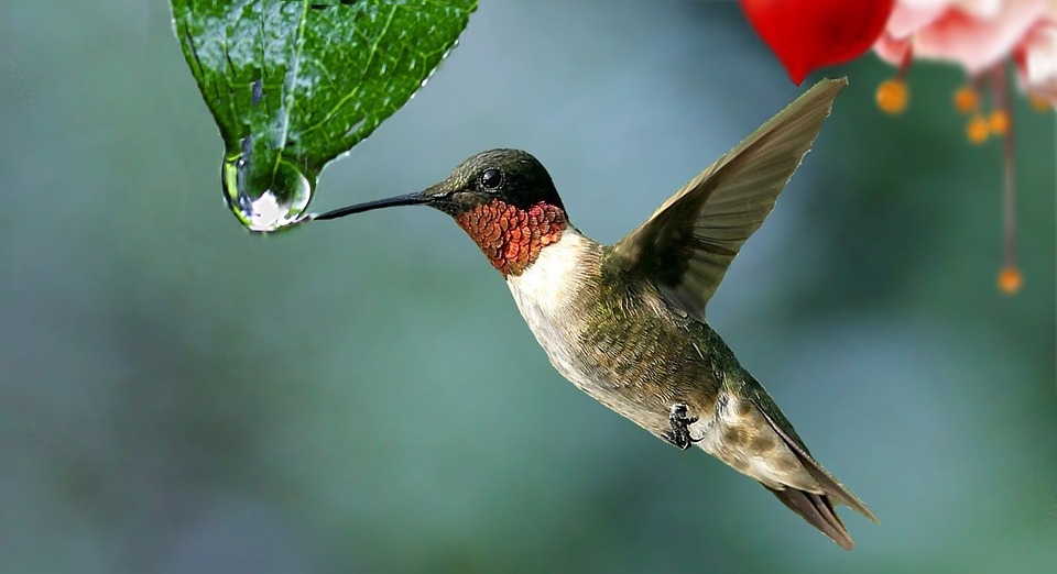 Mucho mas que plumas: Como funciona la lengua de un colibri