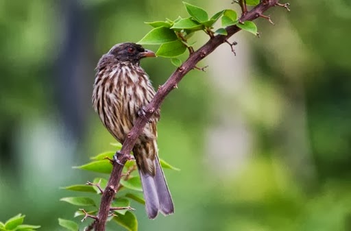 Mao en el Corazón: LA CIGUA PALMERA (DULUS DOMINICUS): EL AVE NACIONAL ...
