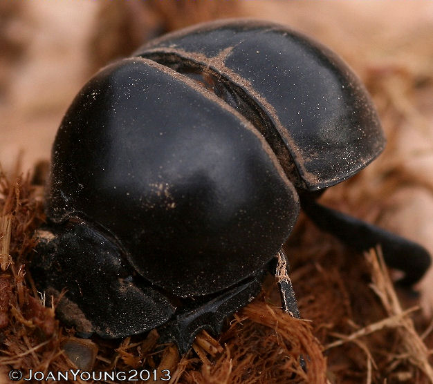 South African Photographs: Addo Flightless Dung Beetle (Circellium bacchus)