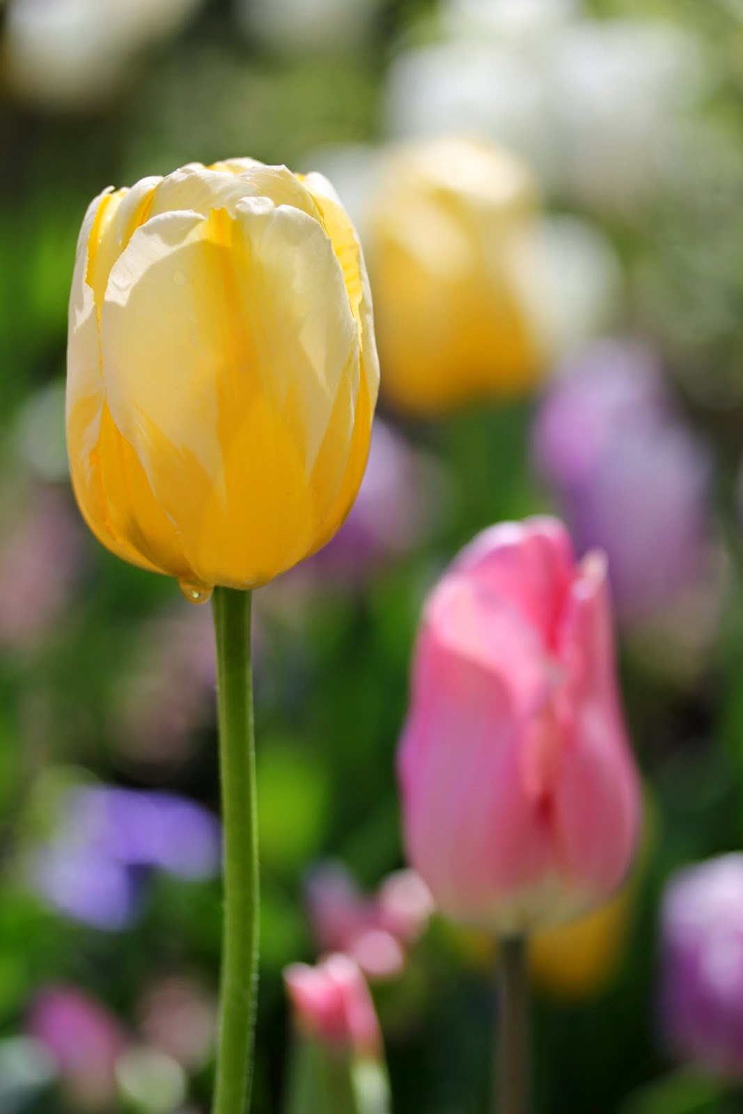 Jill's World of Research, Reaction and Millinery: A Colorful Weekend ...