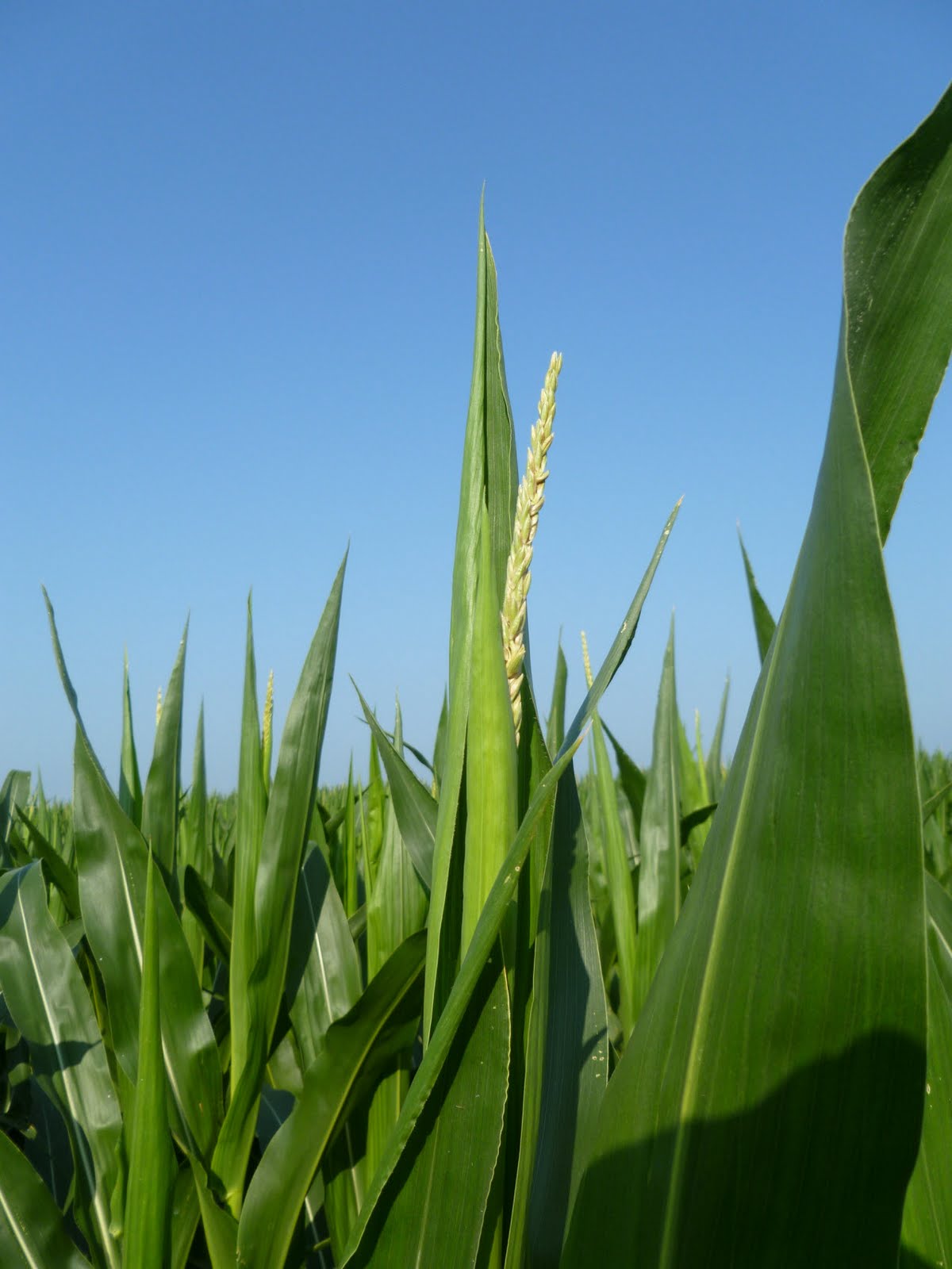 Three Things Very Dull Indeed: Corn in the backyard 2011, week 8