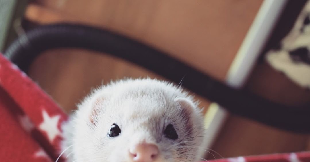 Ferret Forest: How To Set Up Your First Ferret Cage