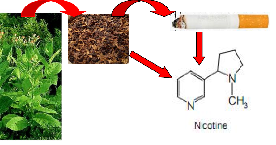 Chemistry Education: NIKOTIN