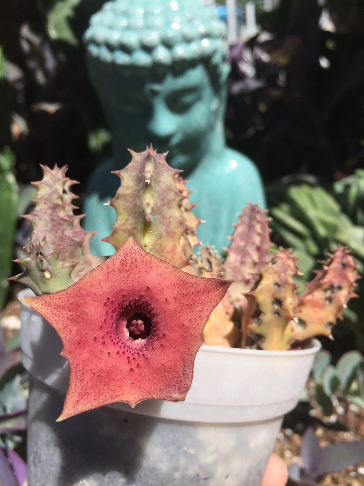 How to Grow and Care for Huernia Succulents