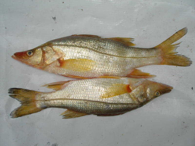 Artes de Pesca: VAMOS A PESCAR RÓBALO