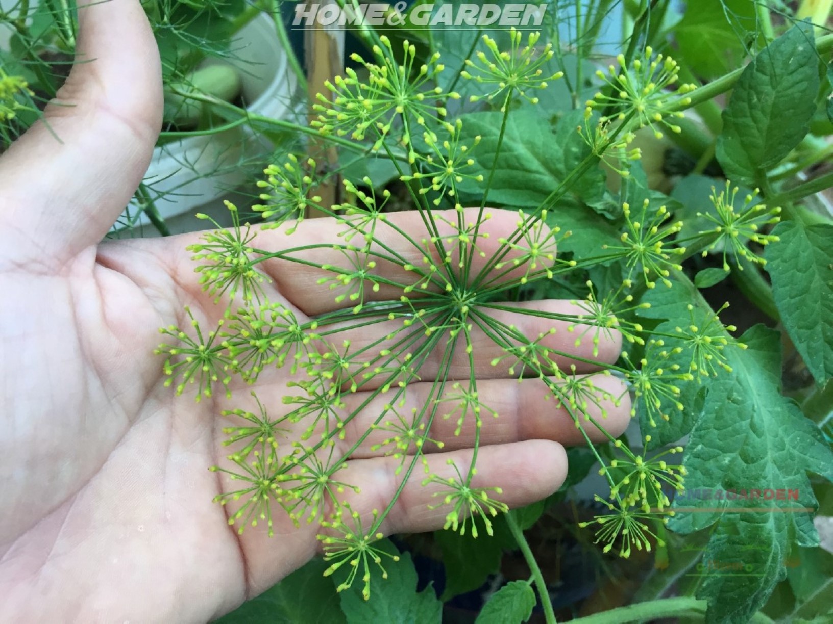 How to Grow Dill
