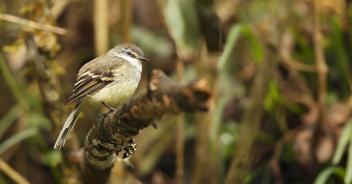 mis fotos de aves: Mecocerculus leucophrys Piojito Gargantilla White ...