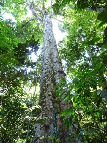 Reforestation and the Medicinal Uses of Trees -Liliana Usvat Research ...