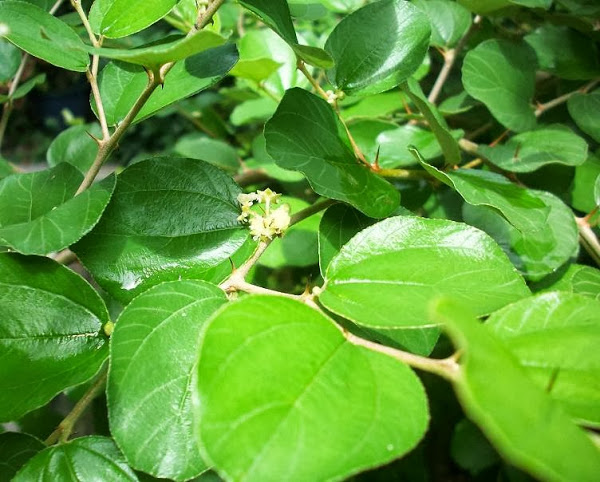 KHASIAT DAUN BIDARA UNTUK GANGUAN JIN ~ RUQYAH DAN HERBAL