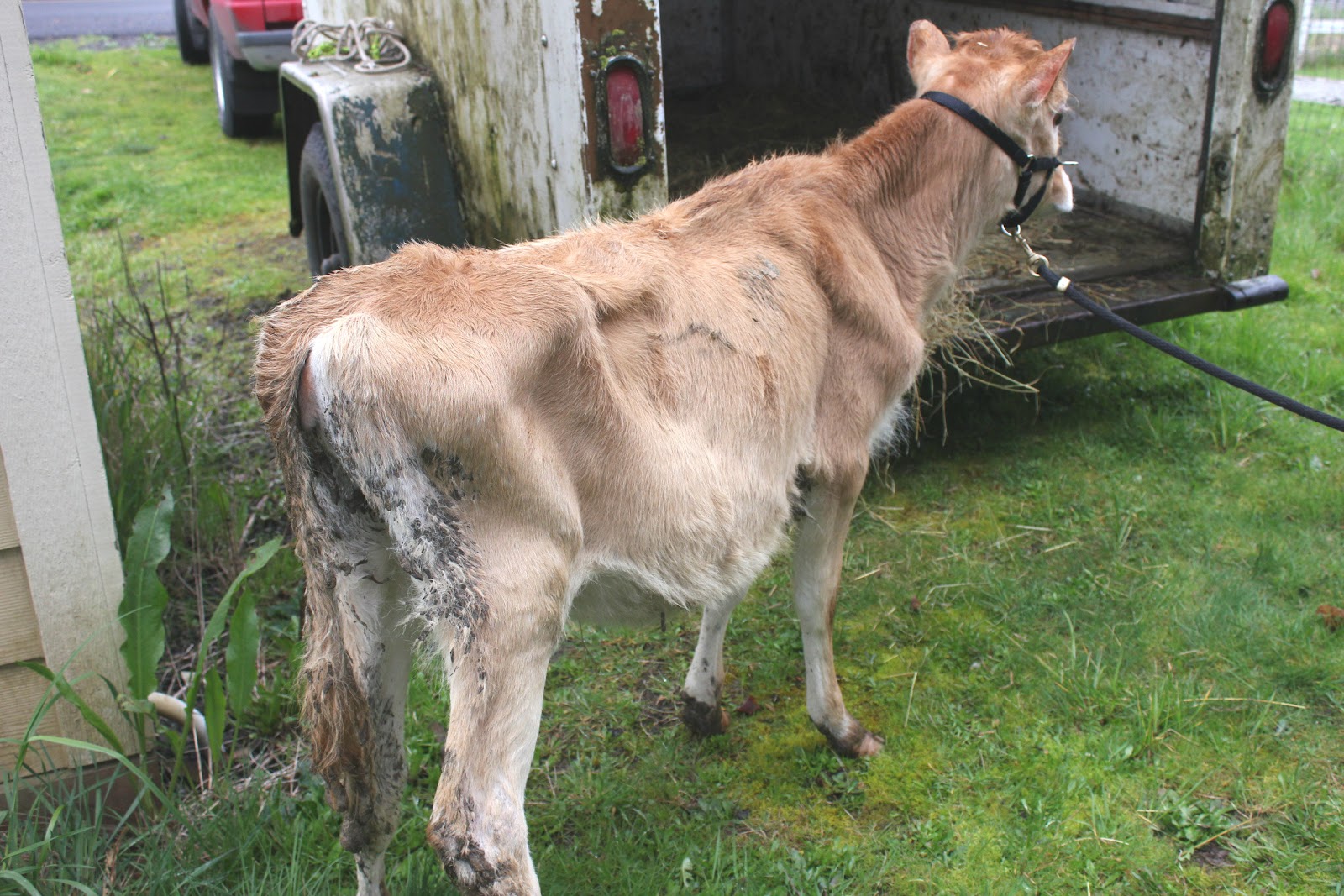 To Sing With Goats: Not A Bad Lookin' Heifer...