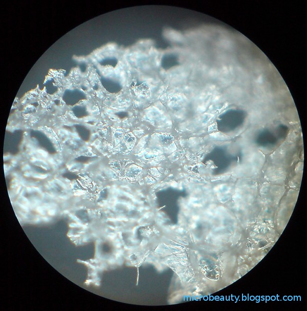 The Wonderful Microworld: Coffee, Puffed Rice, Flour and Grape Skin ...