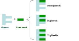 Pengertian Gliserida dan Fosfolipid