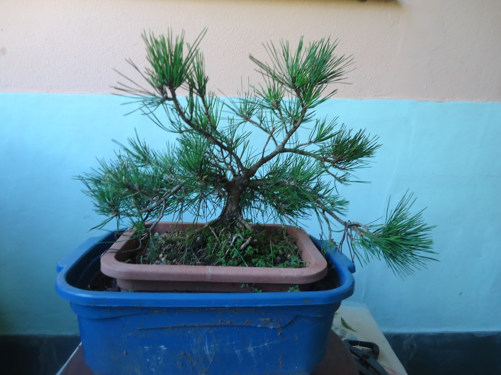 Te Yang Bonsai: Pinheiro Negro - Um longo aprendizado!!!!!!