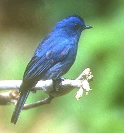 Lanka Arangaya - Sri Lankan Whistling -Thrust (Myophonus blighi)