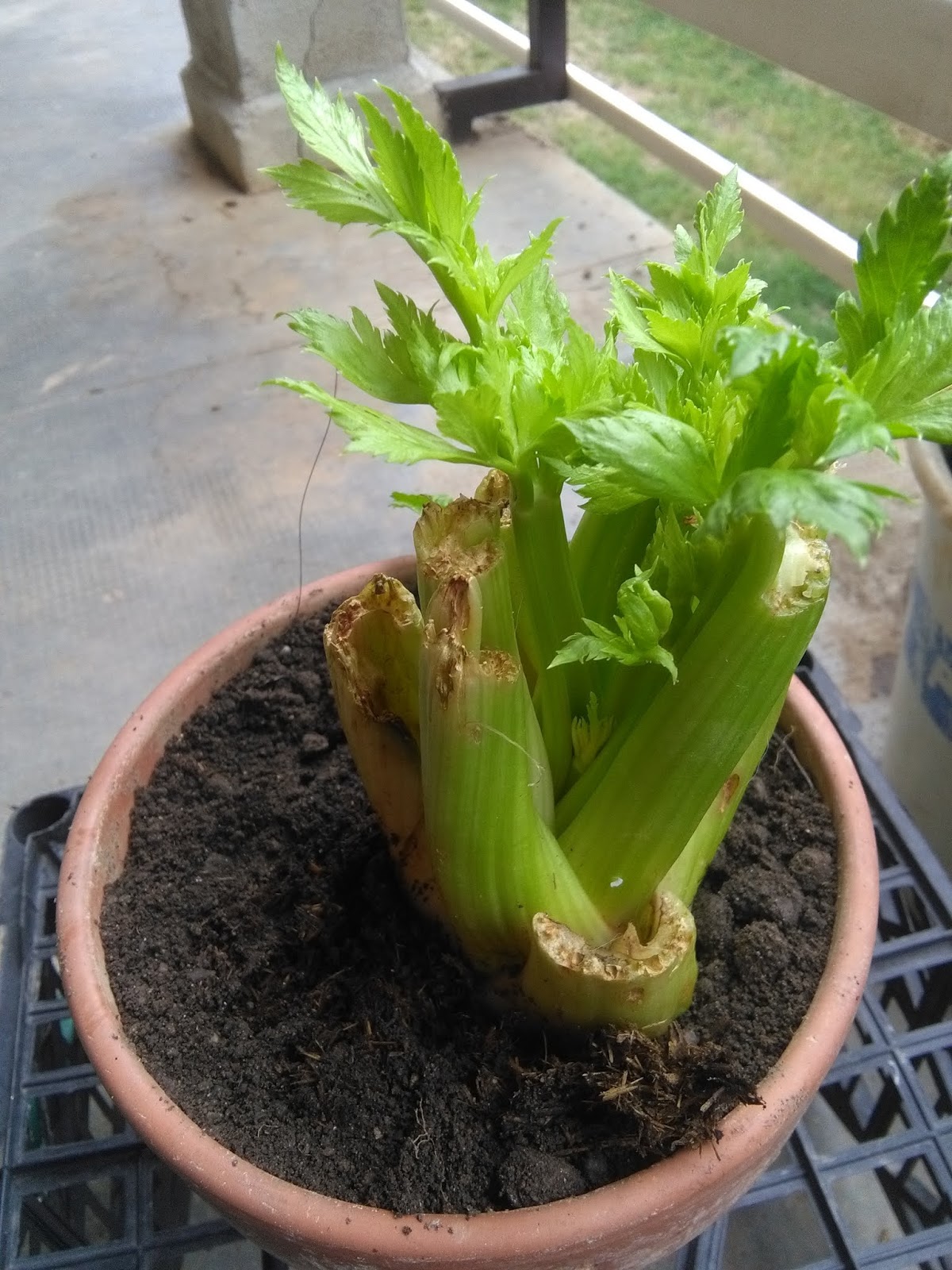 ACQUA, TERRA, FUOCO, ARIA: COME AVERE FACILMENTE UNA PIANTA DI SEDANO ...