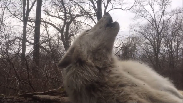 White Wolf : World’s Laziest Sleepy Wolf Tries To Howl