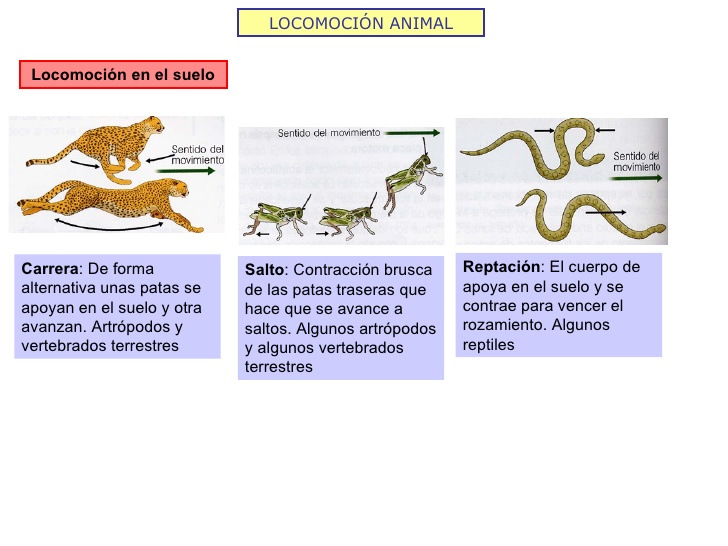 BIOLOGY JR: ÁLBUM DE IMÁGENES DE LA LOCOMOCIÓN Y TIPOS DE LOCOMOCIÓN EN ...