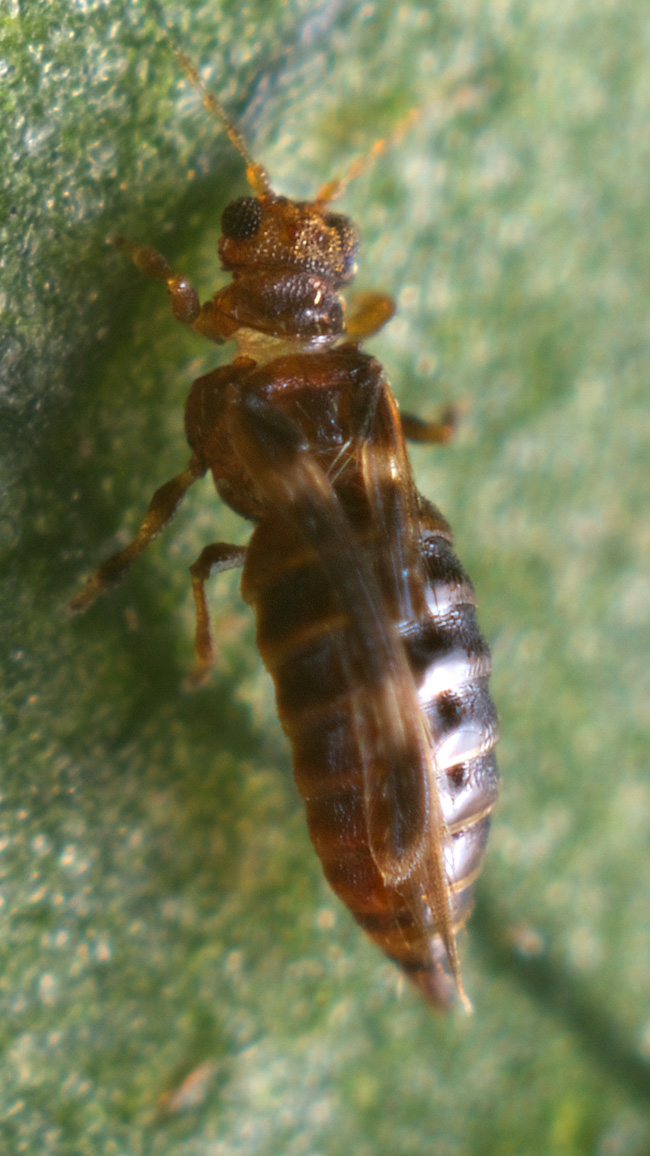 ムシをデザインしたのはダレ？: アザミウマ科 ?Anisopilothrips venustulus