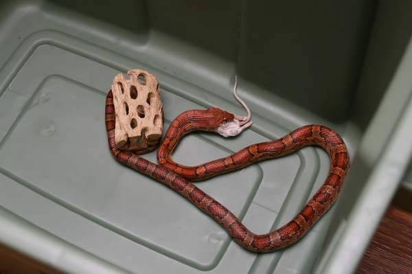Dangerous snakes: 27 Pictures of a Snake Attack