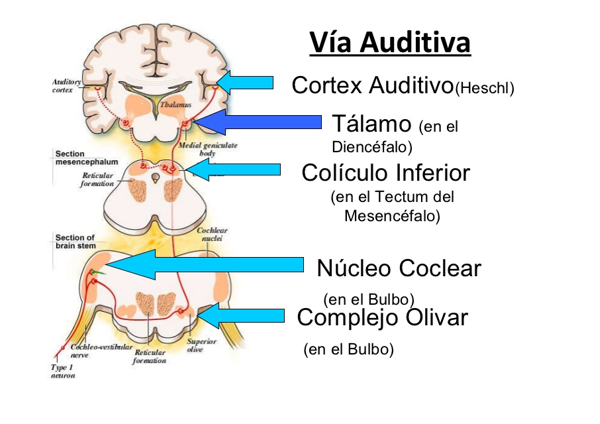 MUNDO AUDITIVO DE BEBAS PLYMG