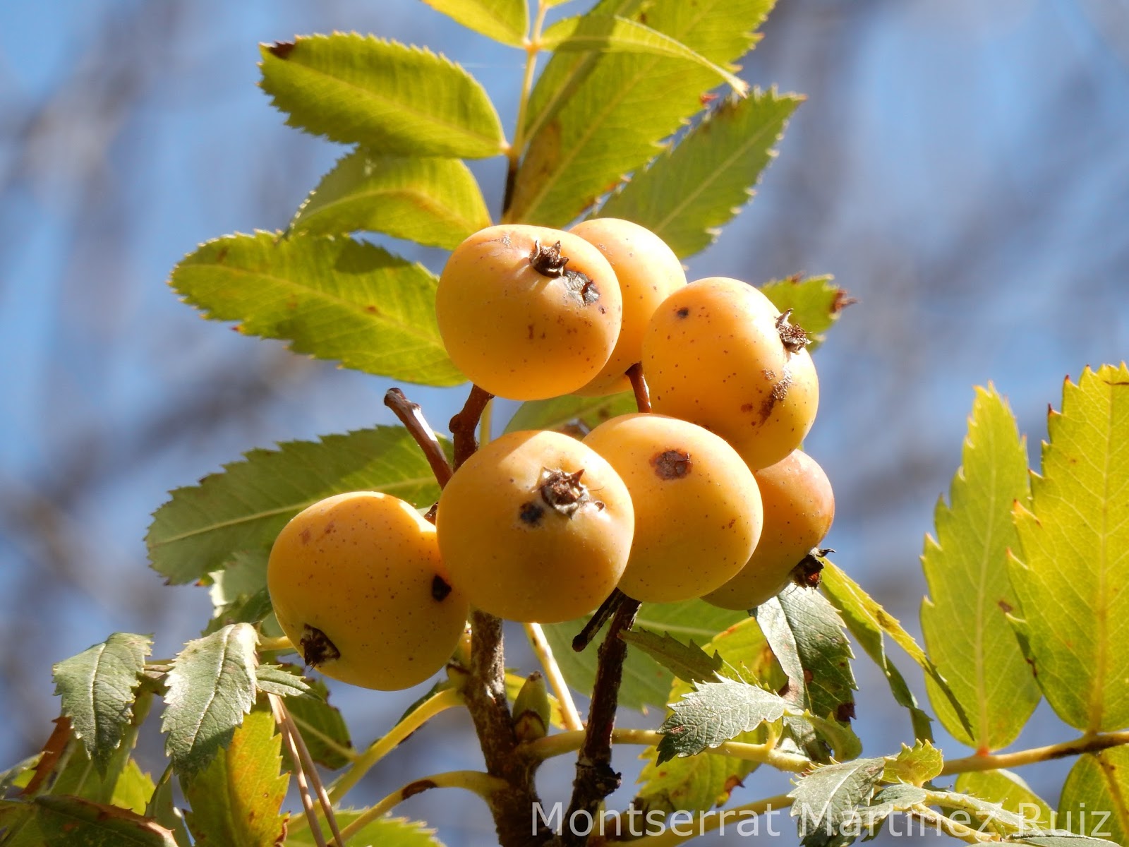 SERBA, fruto del SERBAL - BOTÀNIC SERRAT