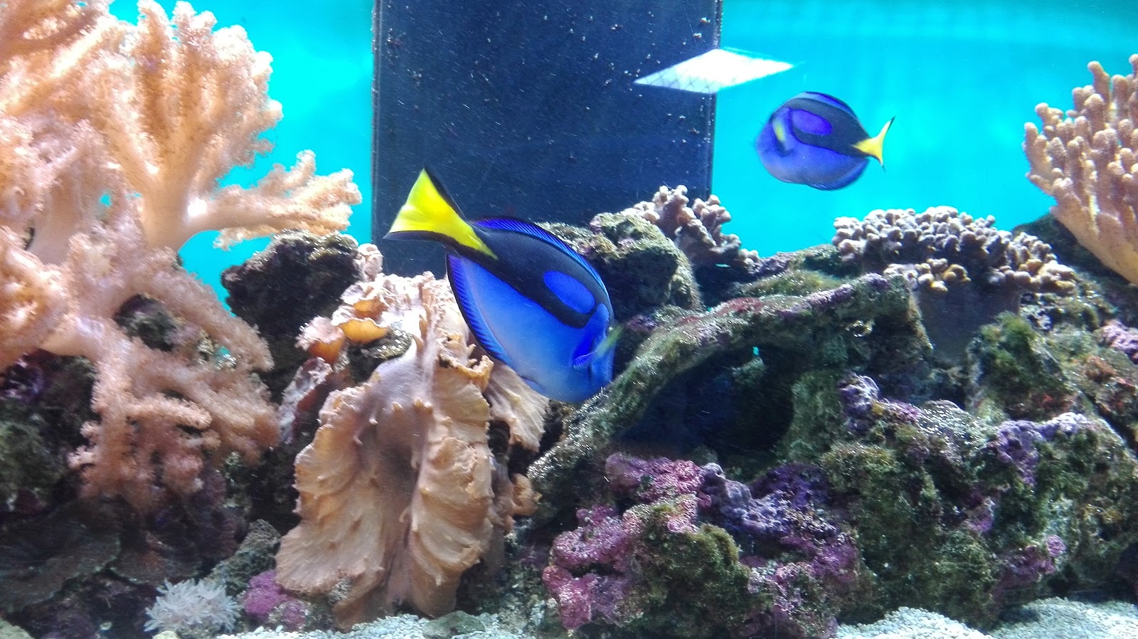 nicolcarm: Acvariul din Tulcea