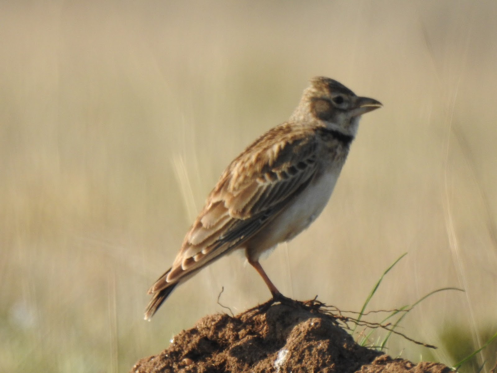 PASARI DIN ROMANIA: CIOCARLIE DE BARAGAN, Melanocorypha calandra