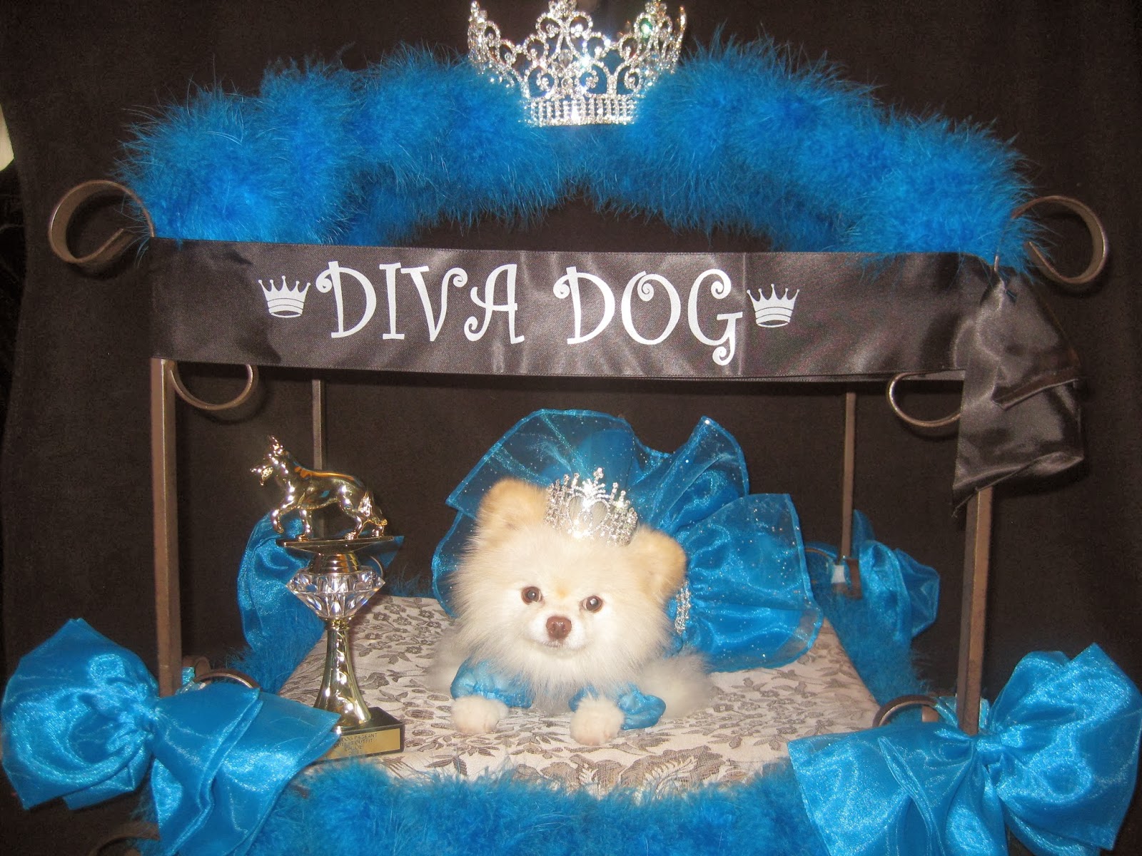 Chloe's World: Diva Dog Pageant Win #2