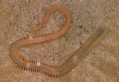 HOW TO RIG LIVE WORMS - Surf-Casting-Tips &Tools