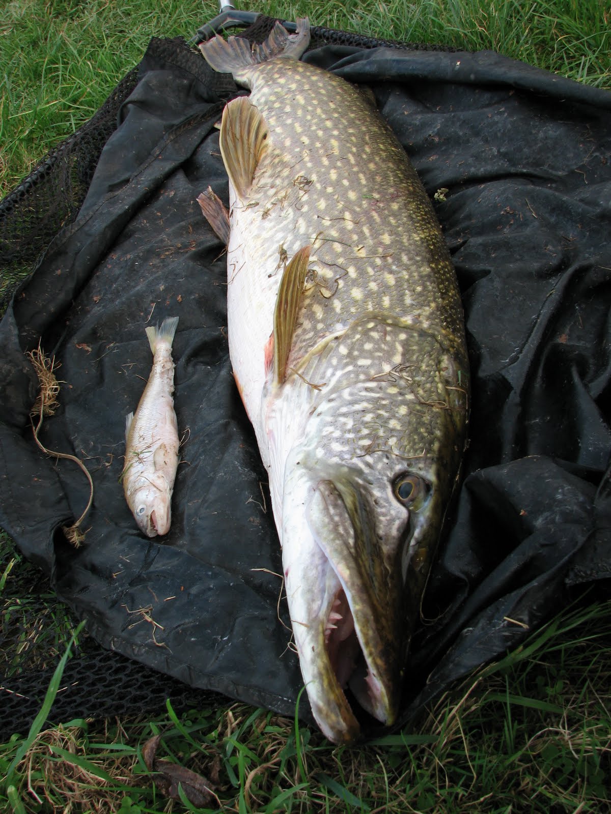 Pike Fishing UK: Better Progress