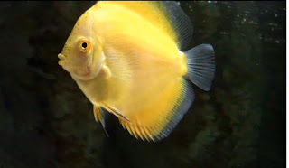 Fish Zone: discus fish care and breeding