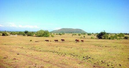 Padang Savana Doro Ncanga, Savana Afrika di Timur Indonesia ~ Wisata ...