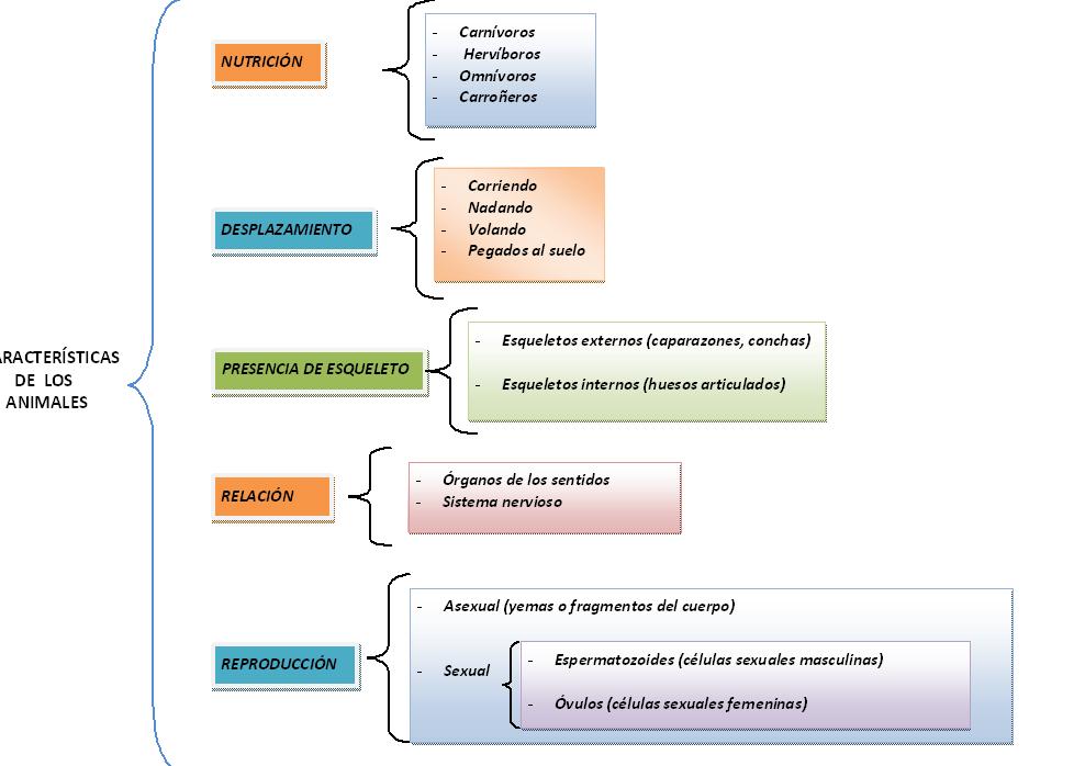 Características de los animales | Biologia general