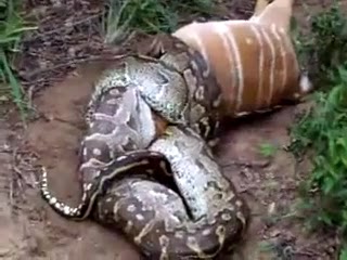 Best Jungle Life: Snake Latest Hunting Wallpapers/Snake Hunting Latest Pics