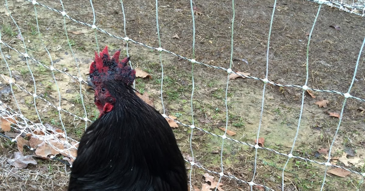 We Love Texas: Fighting Roosters