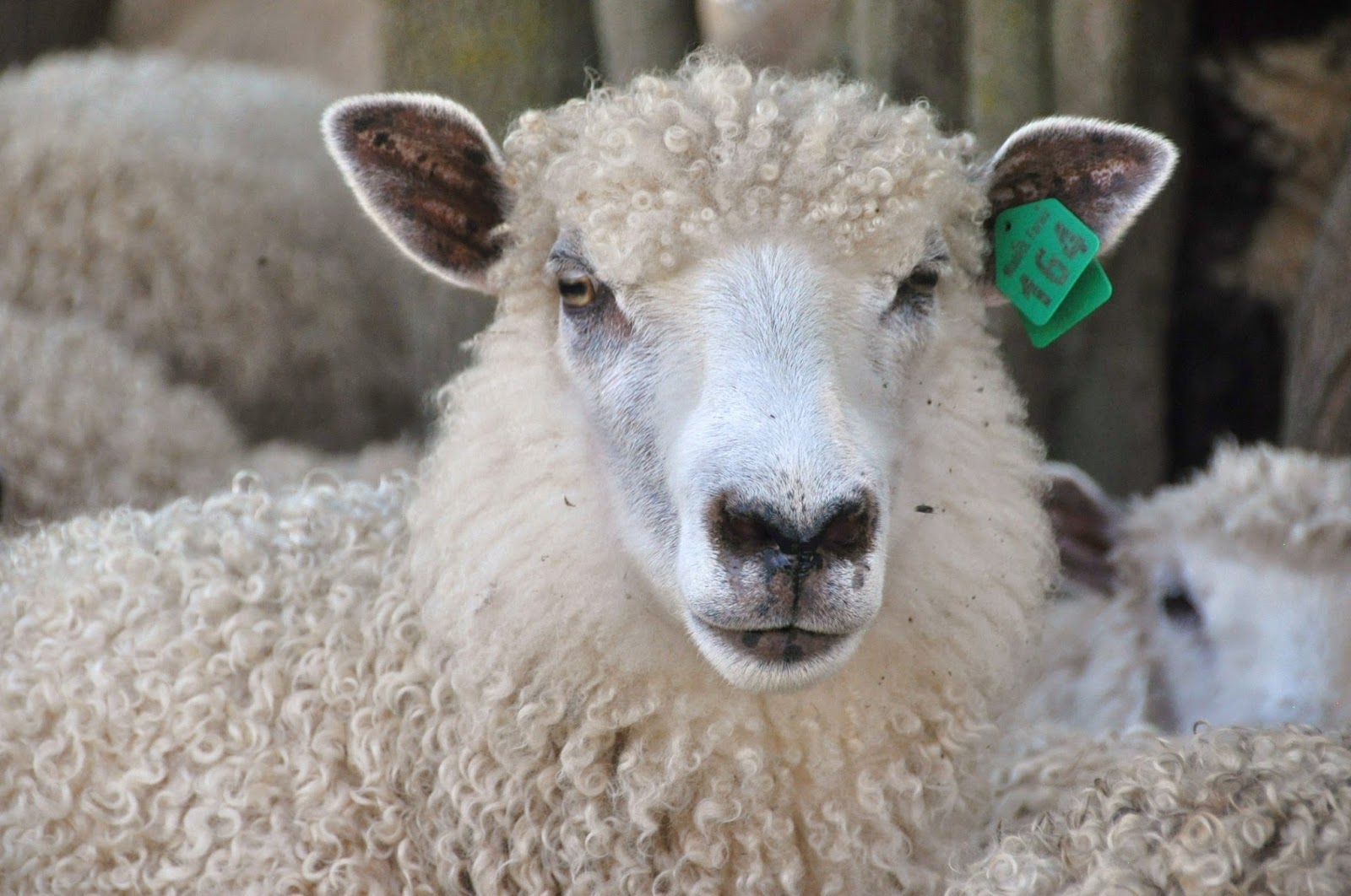 Knee Deep in Sheep: Sheep Shots