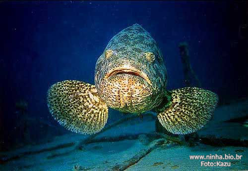 EU AMO BIOLOGIA MARINHA: peixe mero ameaçado de extinçao