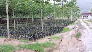 Dari Hutan ke Bandar...: Benih kelampayan @ neolamarckia cadamba