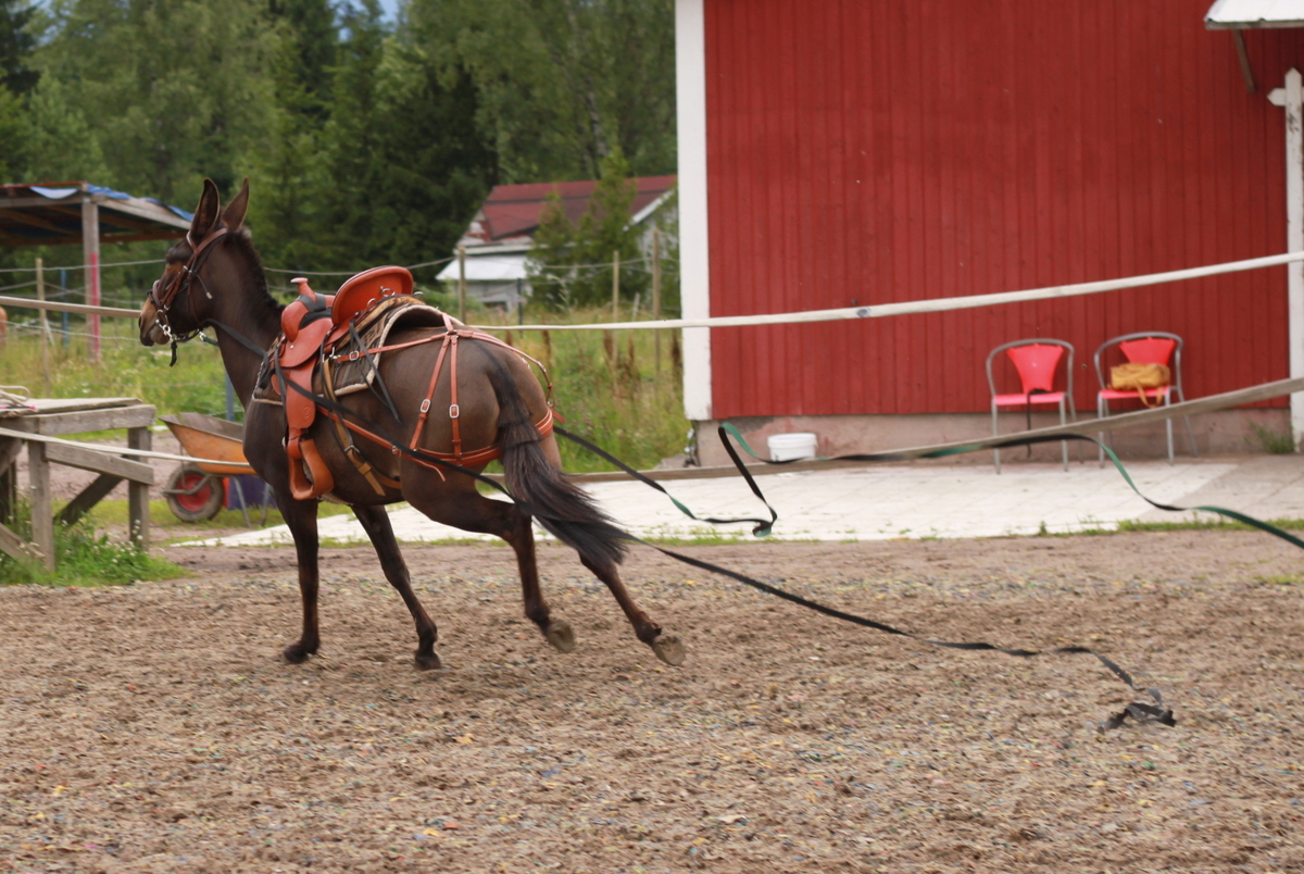 Muuliprojekti: Miksi Muuli ei osaa myödätä paineelle?