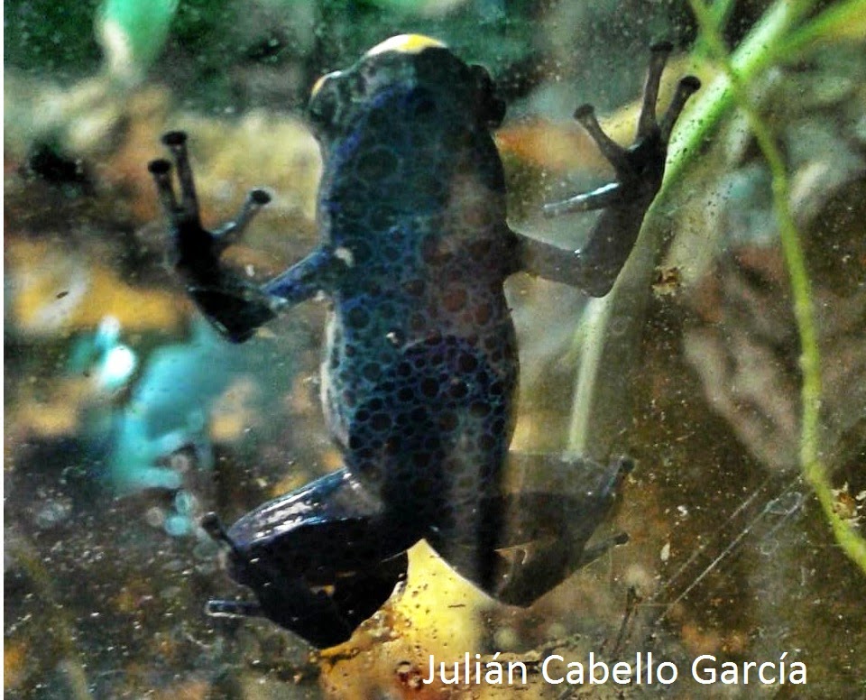 Dendroland: Dendrobates Tinctorius, sus morphos y variedades de color.