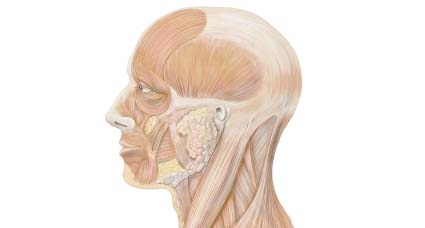 Muscles of the Head and Neck